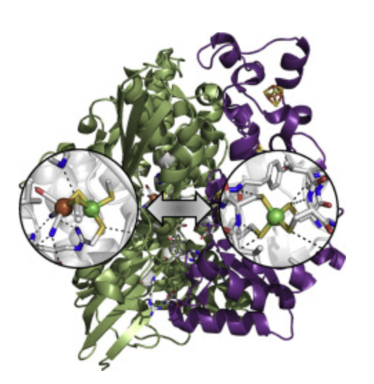Publications – The Shafaat Research Group